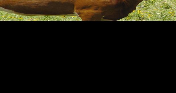 Cull cow prices increasing seasonality | News | farmtalknews.com