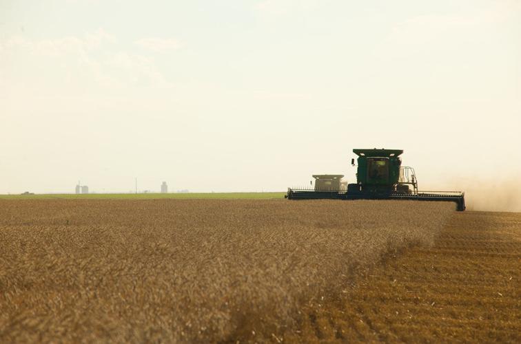 Protein and production down some in Oklahoma wheat fields | News ...