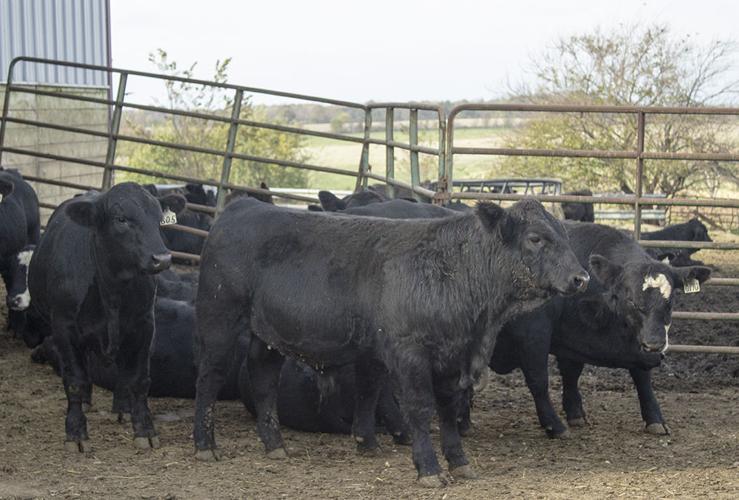 Quality cattle are the focus of Crooks Farm | News | farmtalknews.com