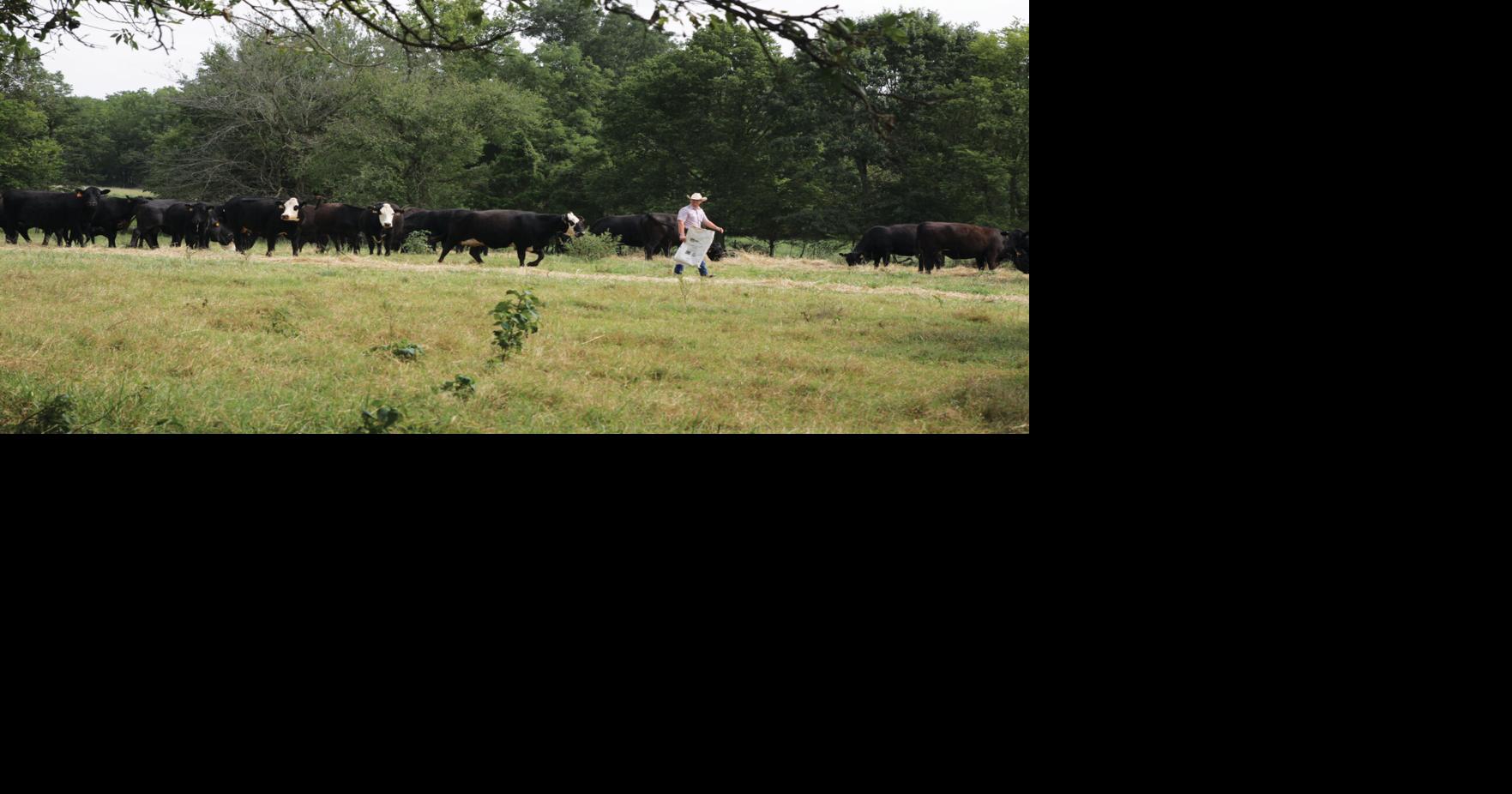 Southwest Missouri Cattlemen come out of quarantine for access to ...