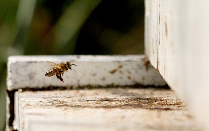 Three reasons bees, butterflies, bats and more are important to your ...