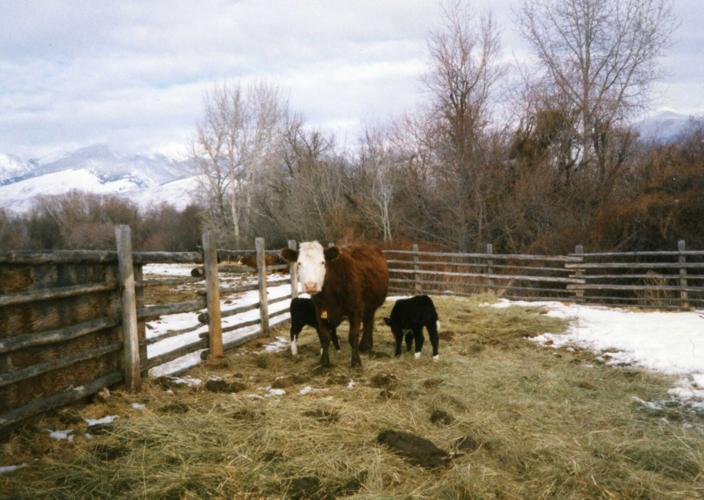 When a heifer is a twin, she might be a freemartin | News ...