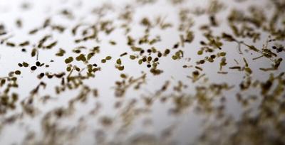 Scientists target soybean cyst nematode by cutting off its food supply ...
