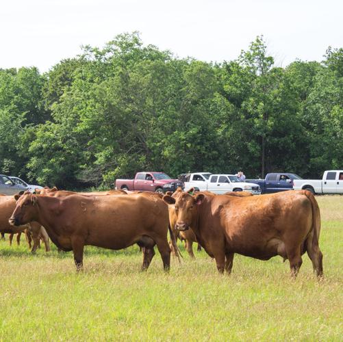 Cattlemen tour Osage Hills ranches | News | farmtalknews.com