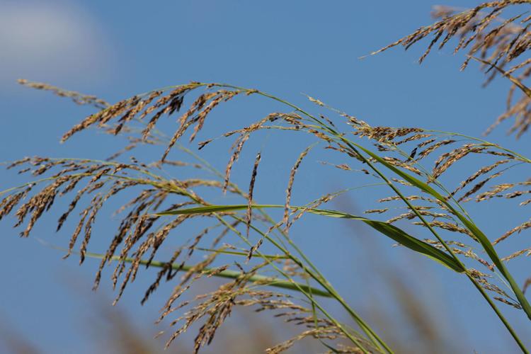 Watch cattle closely as risk of prussic acid toxicity increases during ...