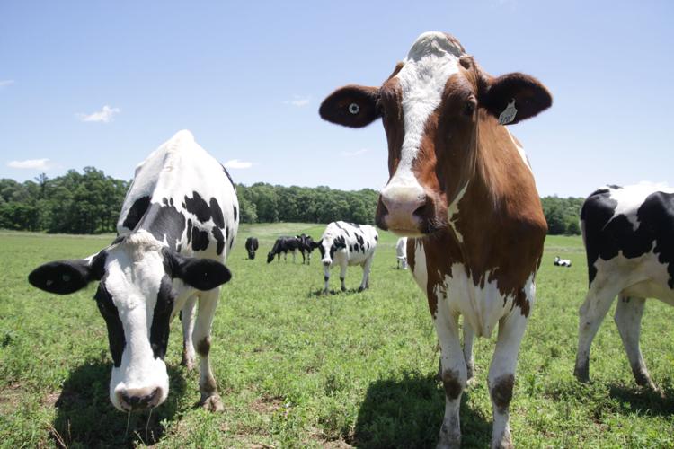 Got milk? Kansas dairies say yes, and plenty of it | News ...