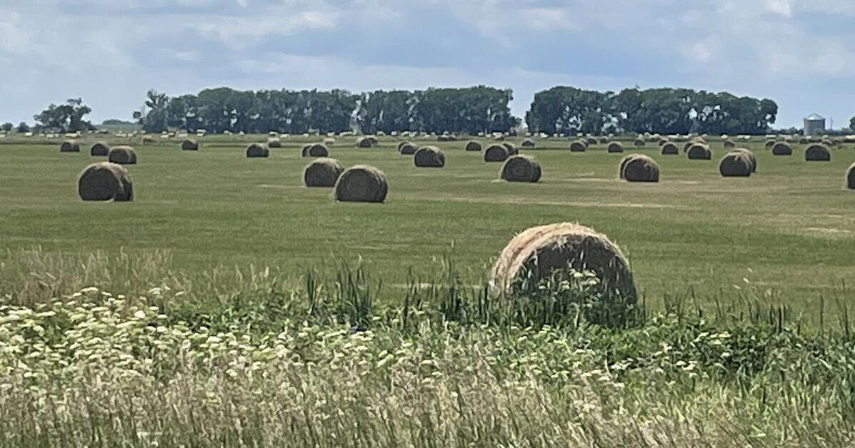 Haying and cattle grazing areas with hemlock | News | farmtalknews.com