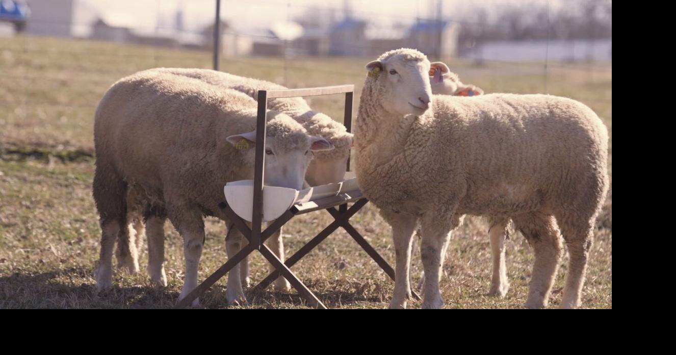 Look For Signs Of Scrapie In Sheep Goats News