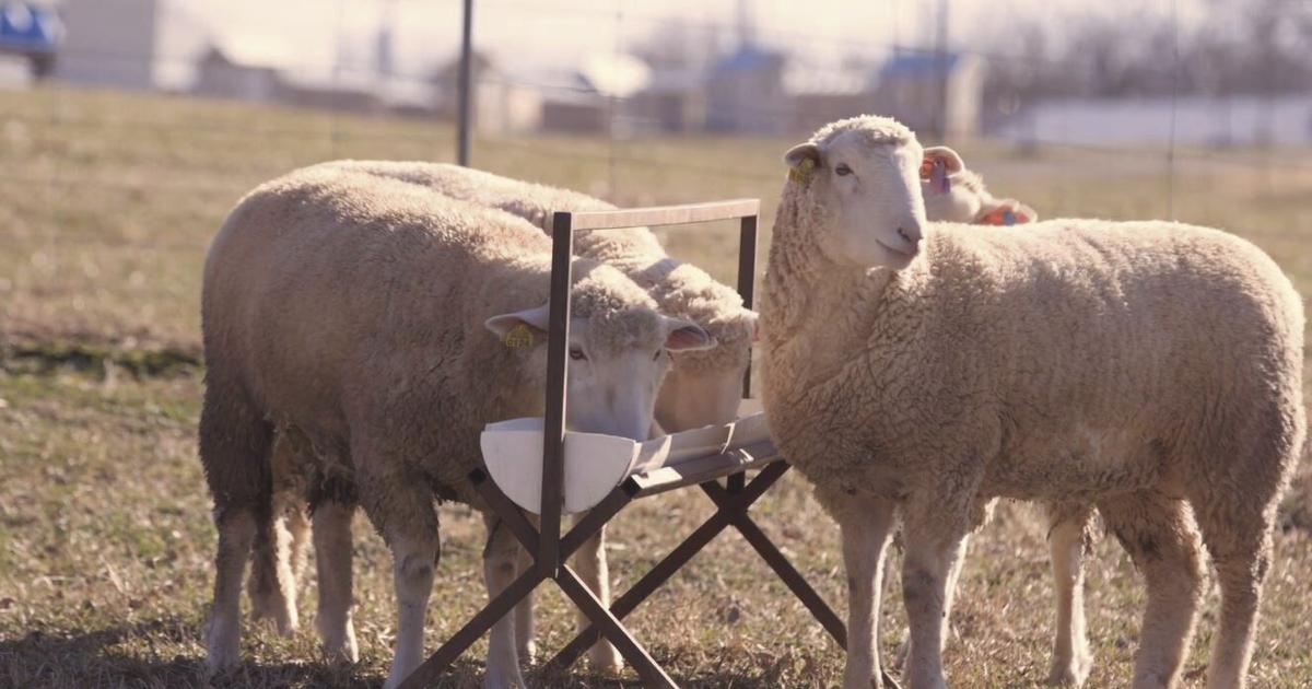 Look For Signs Of Scrapie In Sheep Goats News