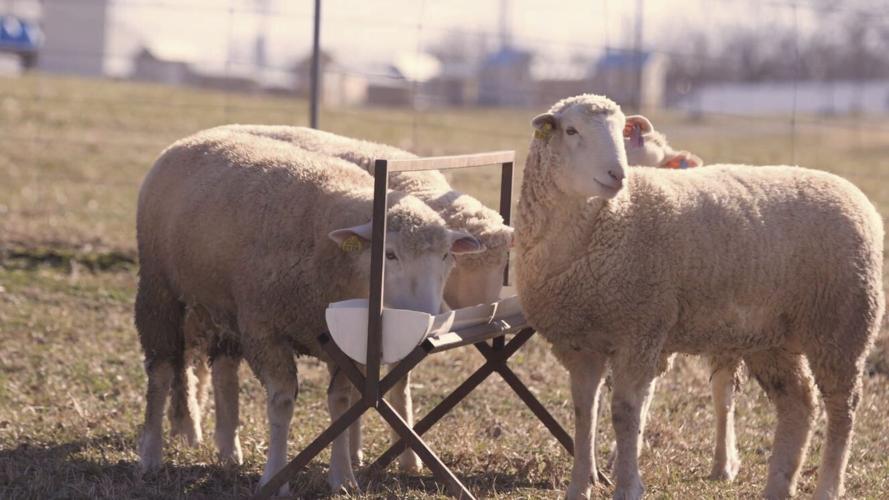 Flushing sheep, goats leads to breeding season success | News ...