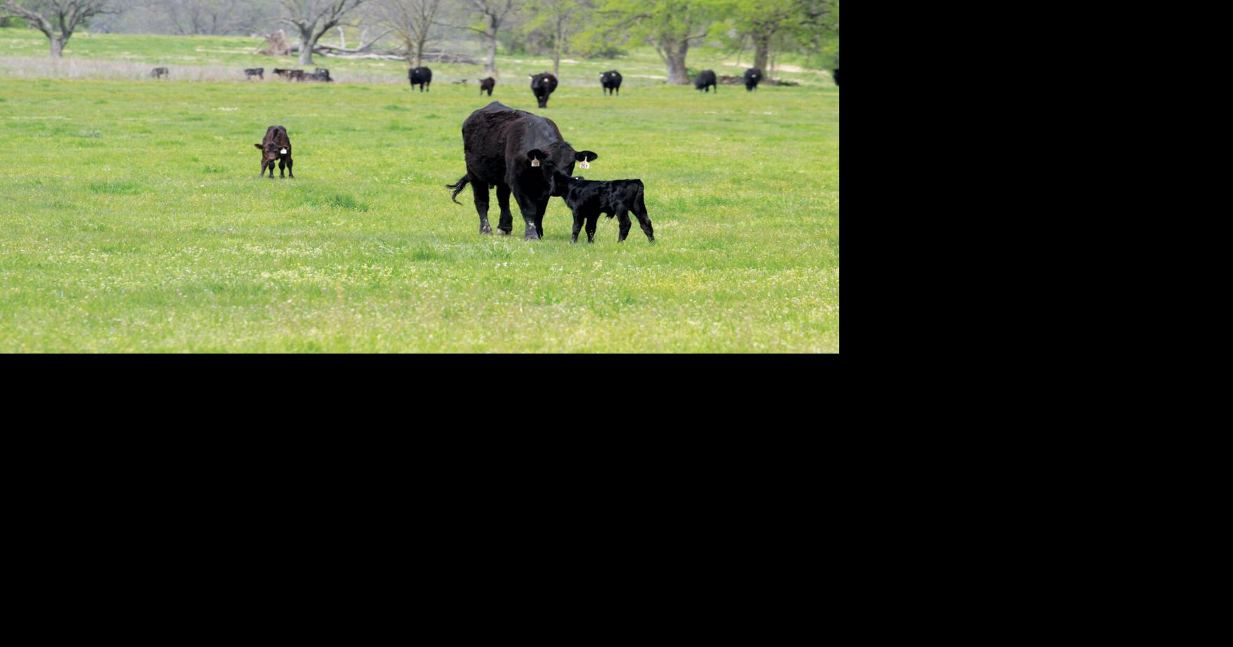 Poor pasture conditions, low hay stocks and drought | News ...