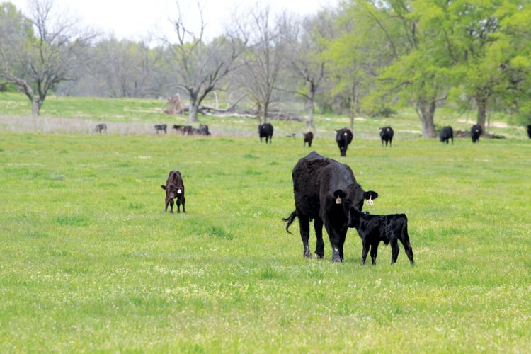 Poor pasture conditions, low hay stocks and drought | News ...