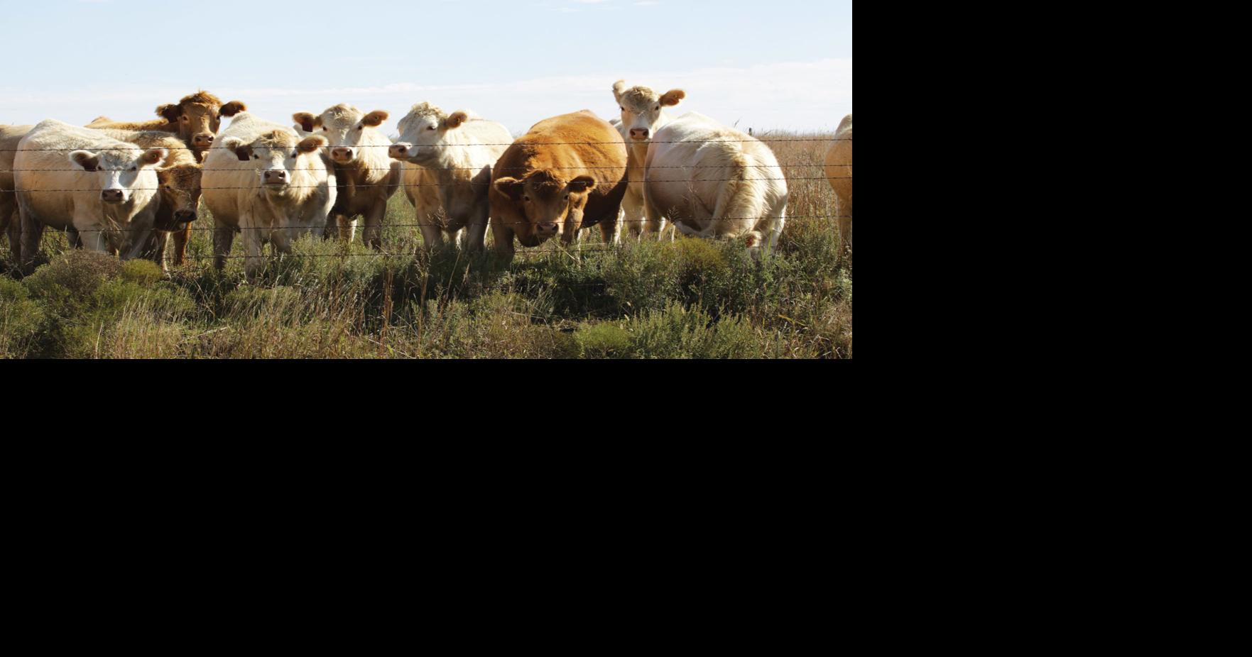 Expectations for upcoming USDA cattle reports | News | farmtalknews.com