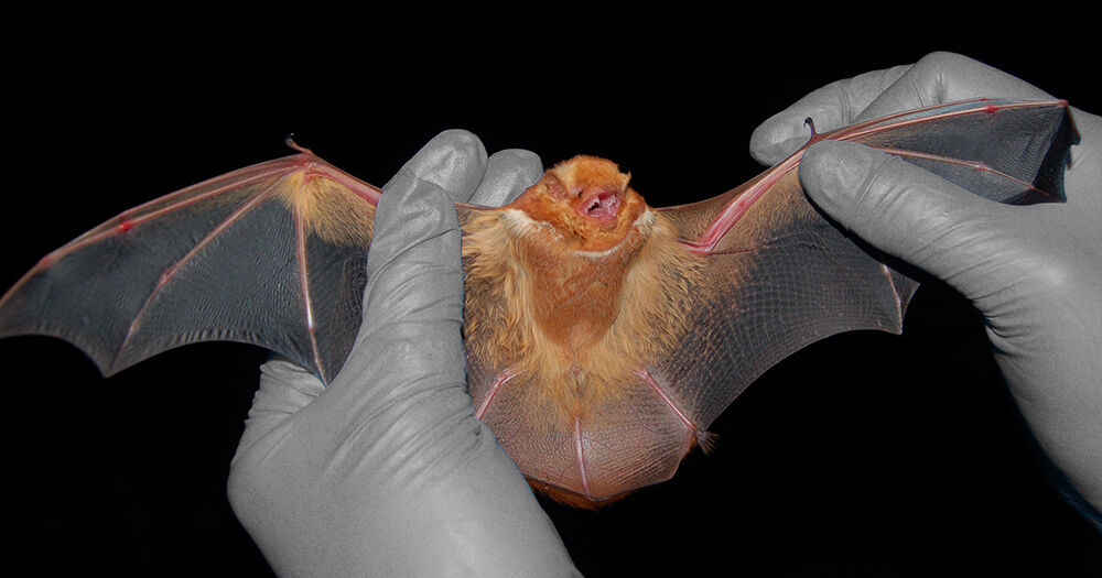 Befriending bats and diving into DNA | News | farmtalknews.com