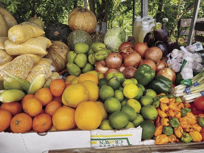 MU Extension helps farmers in the Bahamas | News | farmtalknews.com