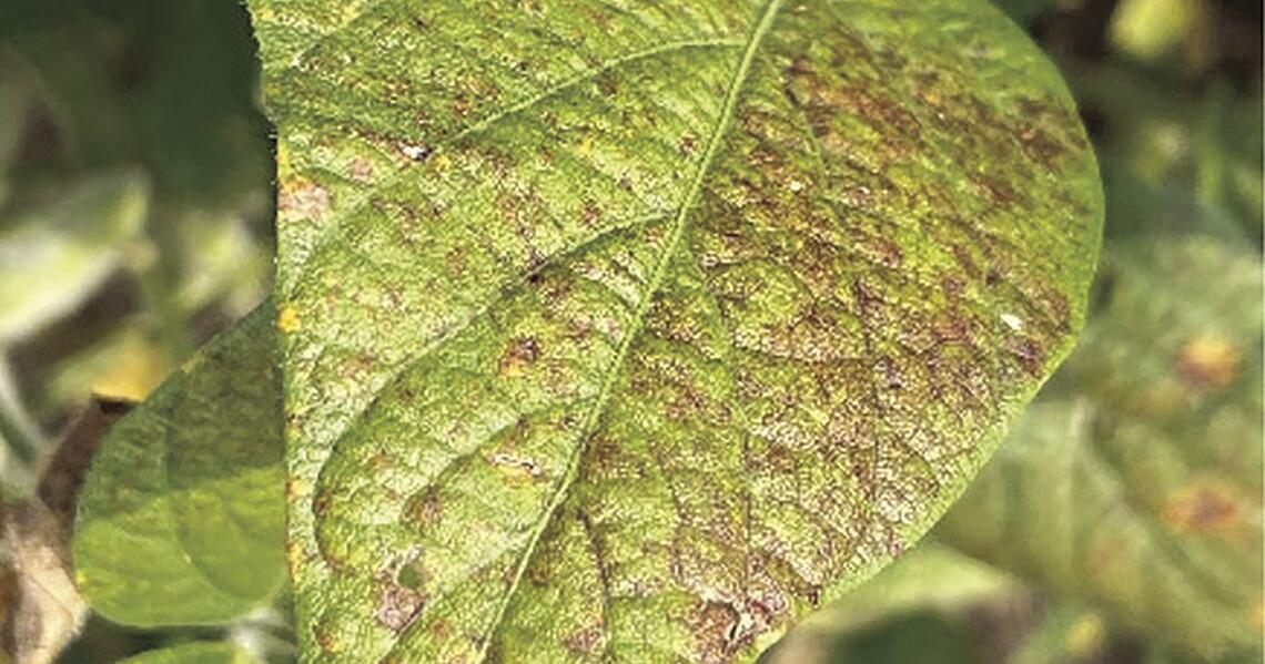 Top 3 emerging crop disease issues for 2022 | News | farmtalknews.com