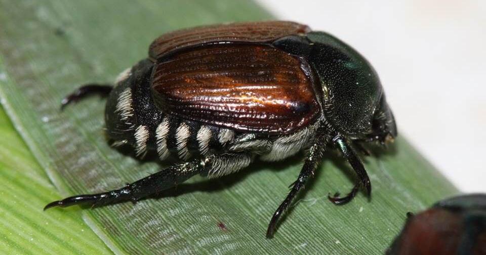 Japanese beetles and burrowing bugs make their annual appearance in ...