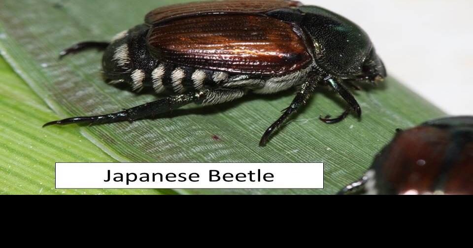 Japanese beetles and burrowing bugs make their annual appearance in ...