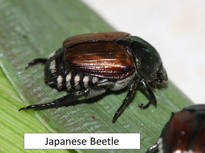 Japanese beetles and burrowing bugs make their annual appearance in ...