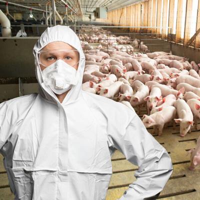 Four tips to improve your swine herd’s biosecurity | News ...