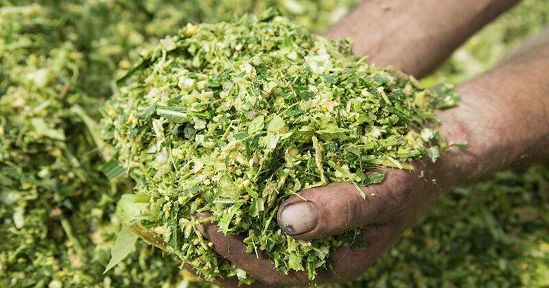 Choosing silage | News | farmtalknews.com