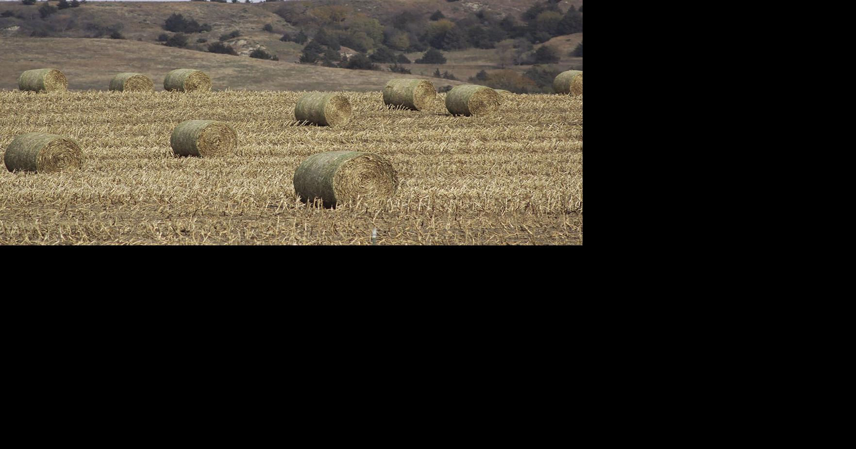 Auction startup aims to make quality hay accessible to Missouri ...