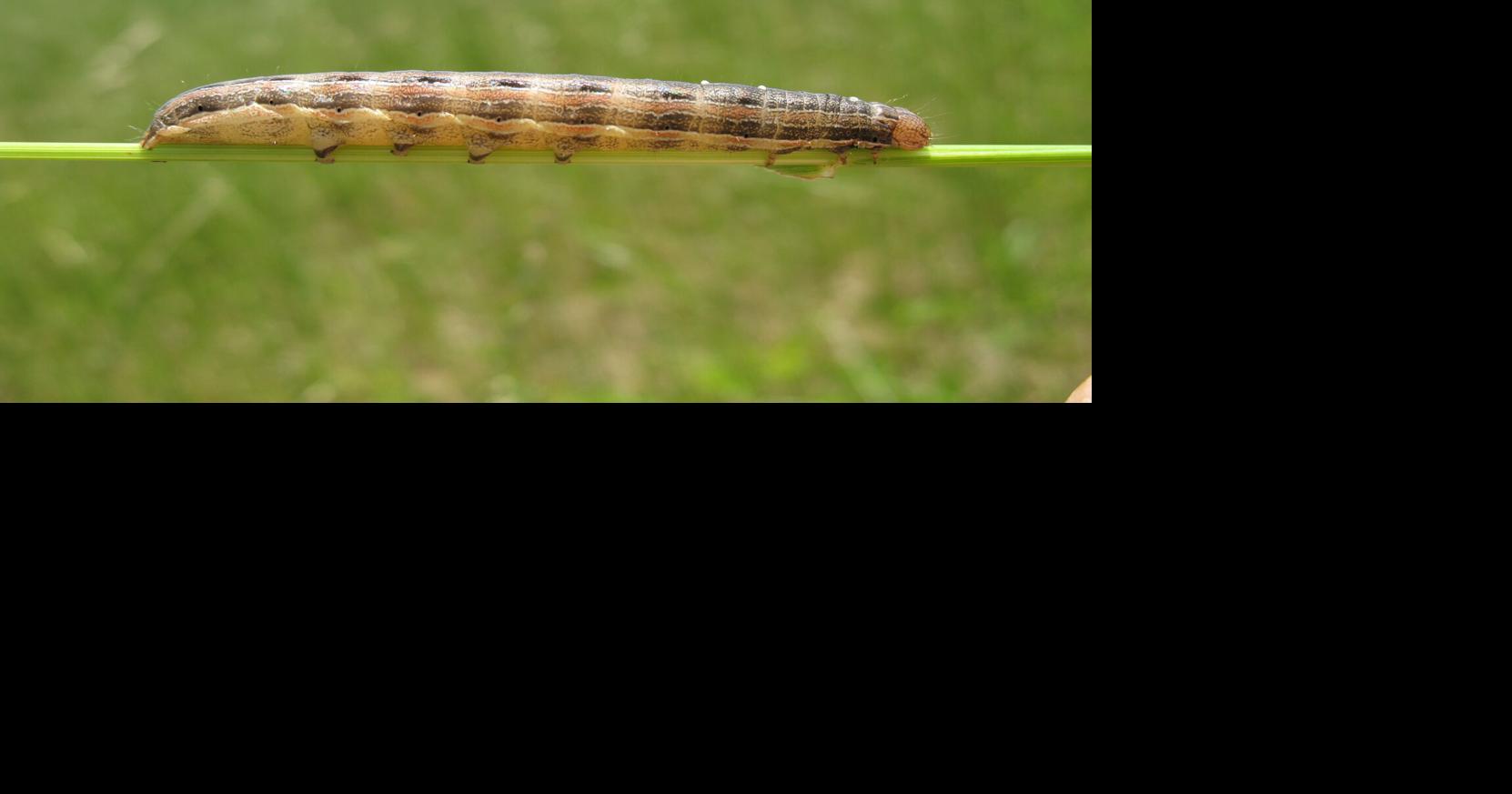 Fall Armyworms threat to newly planted wheat | News | farmtalknews.com