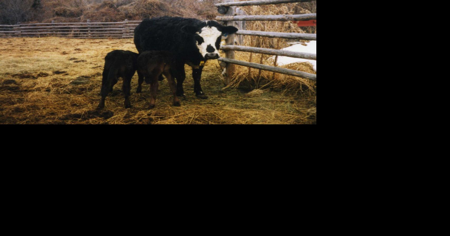When a heifer is a twin, she might be a freemartin | News ...