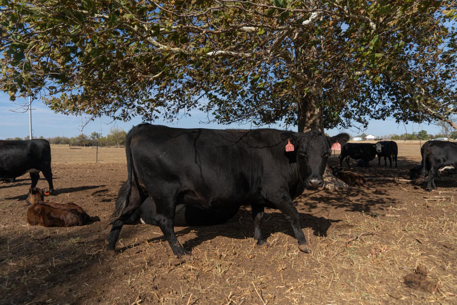 Keepin’ the dream alive: The Cheek Ranch story | News | farmtalknews.com