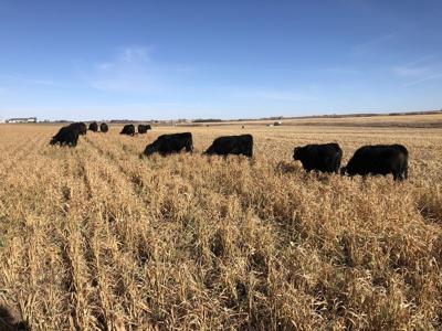 Strip grazing annual forages in the fall: Is it worth the effort ...
