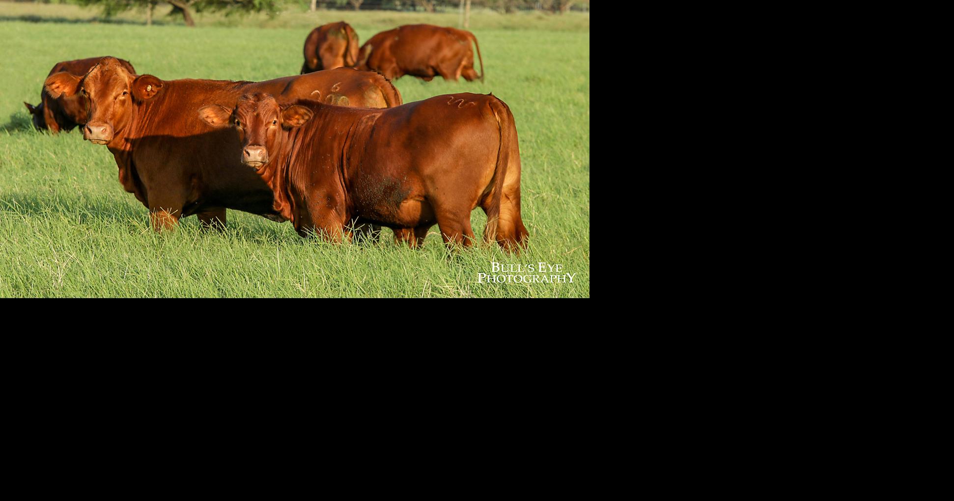 are santa gertrudis cattle aggressive