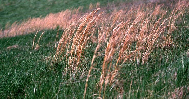 Simple spring forage solutions | News | farmtalknews.com