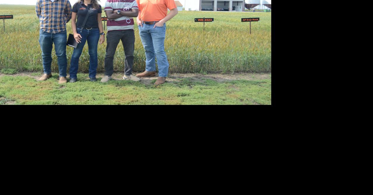 OSU wheat researchers value disease resistance, grazing ability for new ...