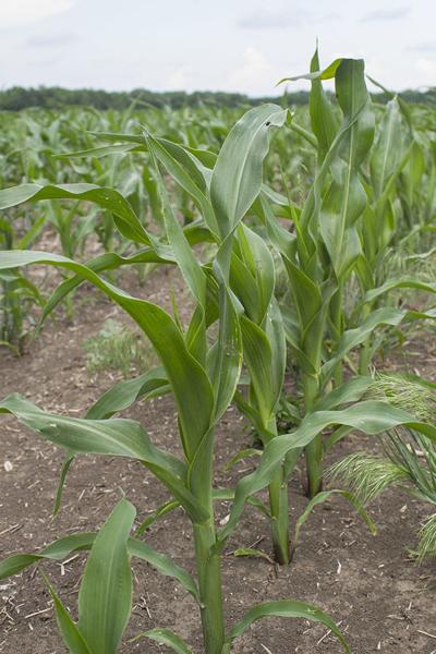 Ugly corn better than no corn this year | News | farmtalknews.com