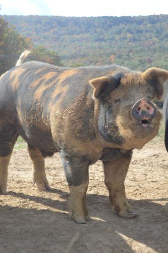 Pig farm gives taste of premium pork to over 25 local restaurants in ...