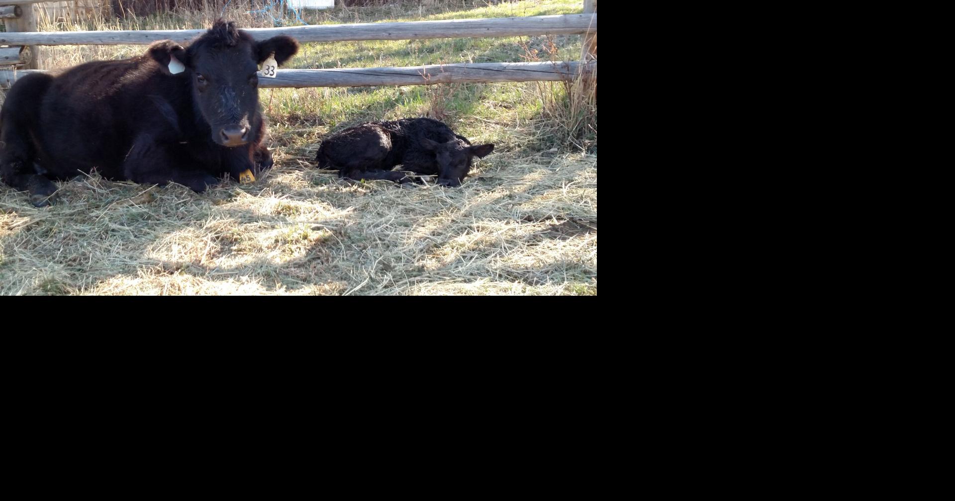 Factors Affecting Birth Weight in Calves: Genetics, Gestation Length ...