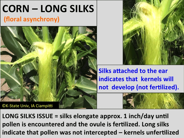 Estimating corn yield potential using the yield component method | News ...