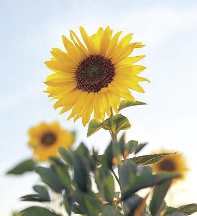 Sunflower: The story of this summer goddess begins with search for love ...
