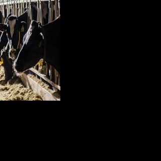 Feeder cattle grading, marketing, feeding workshop set for Dec. 3 in ...