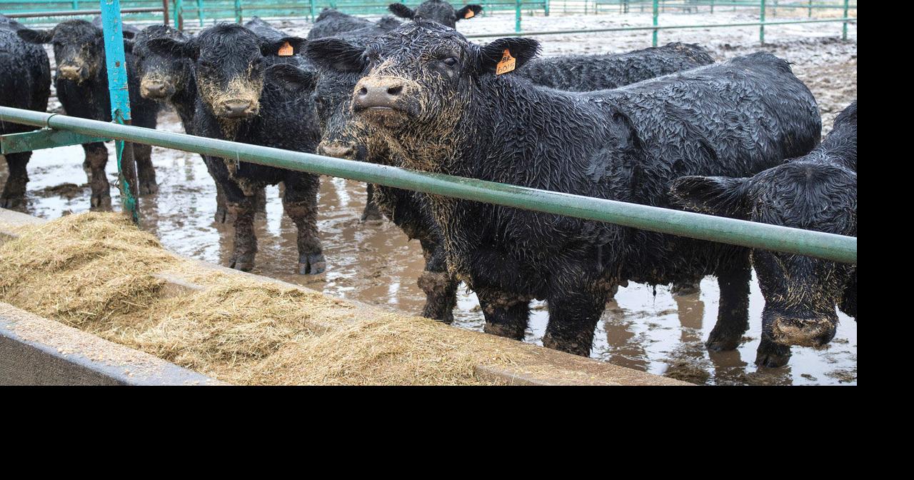 Cattle producers should know signs of foot rot in livestock | News ...