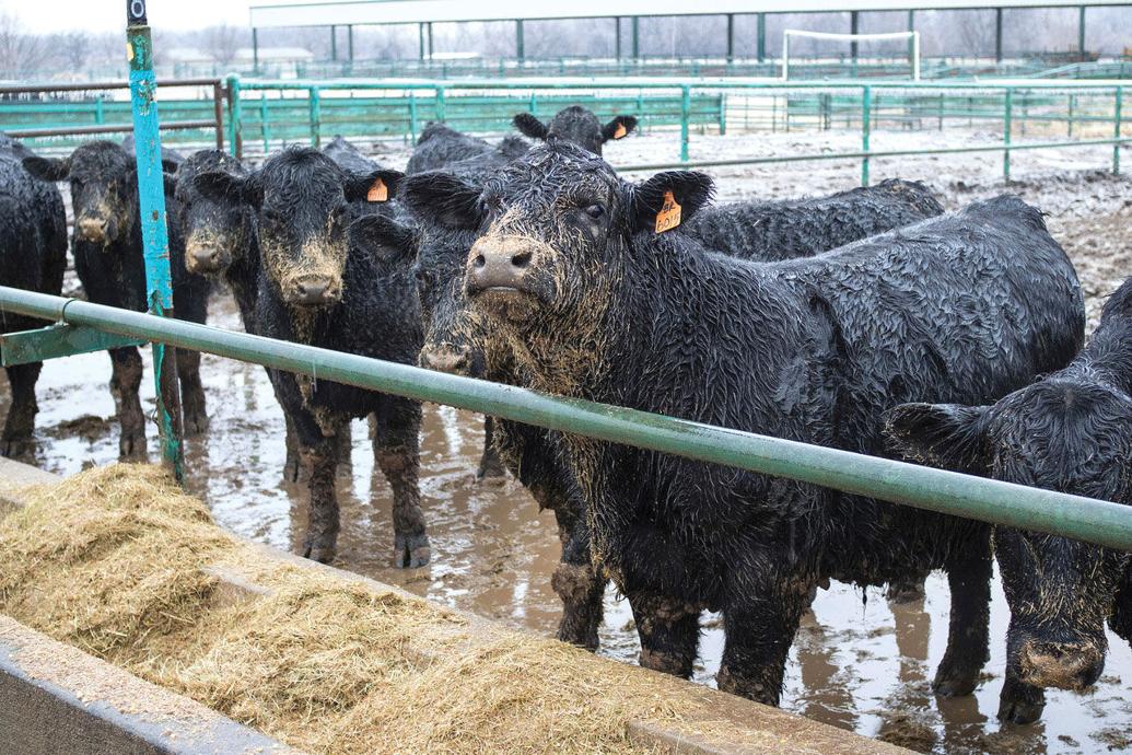 Cattle producers should know signs of foot rot in livestock | News ...