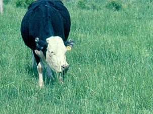 Cold snap brings fescue foot to cows on toxic grass | News ...