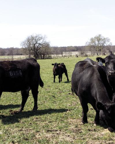 Gleonda Angus Farms makes real-world data a top priority | News ...