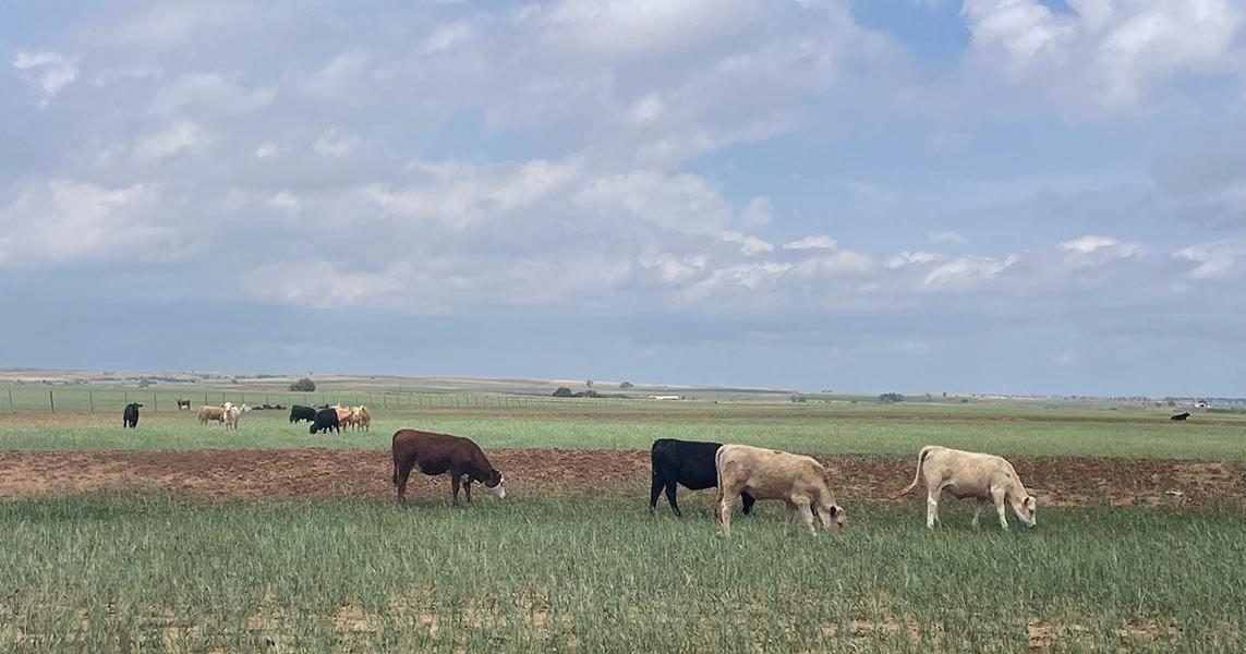 Embrace change: Cultivating pasture diversity | News | farmtalknews.com