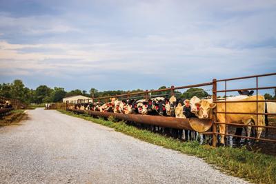 Chad and Julie Schuchmann elevate livestock, trucking, meat and real ...