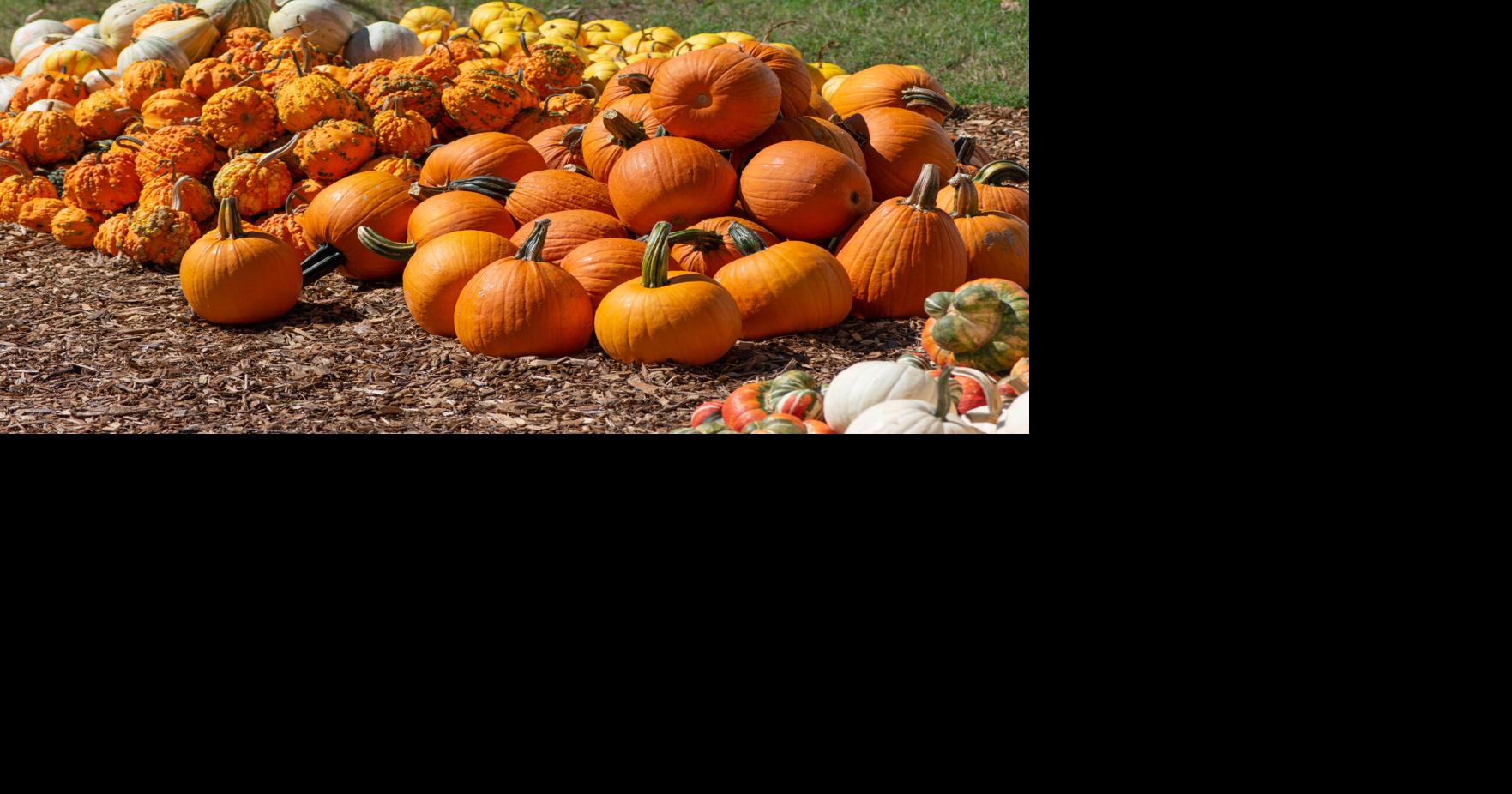 Springfield produce grower brings a taste of country life to the city ...