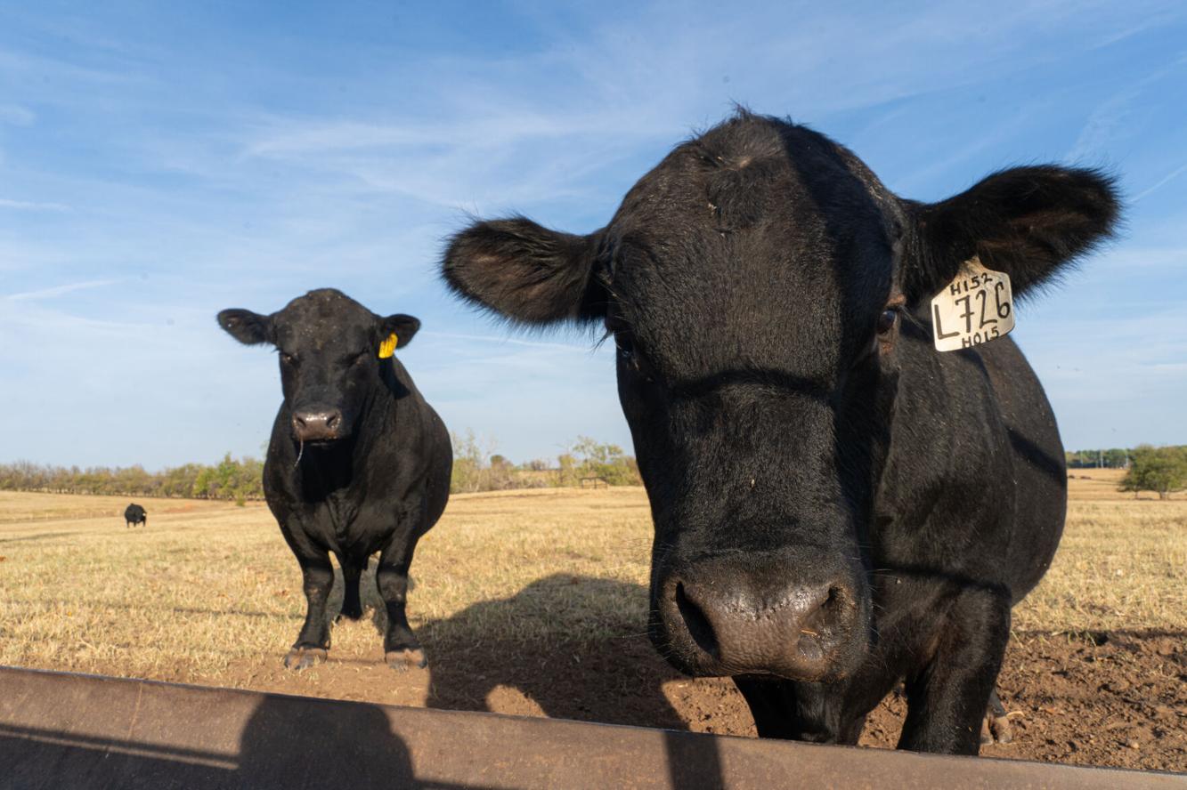 Keepin’ the dream alive: The Cheek Ranch story | News | farmtalknews.com