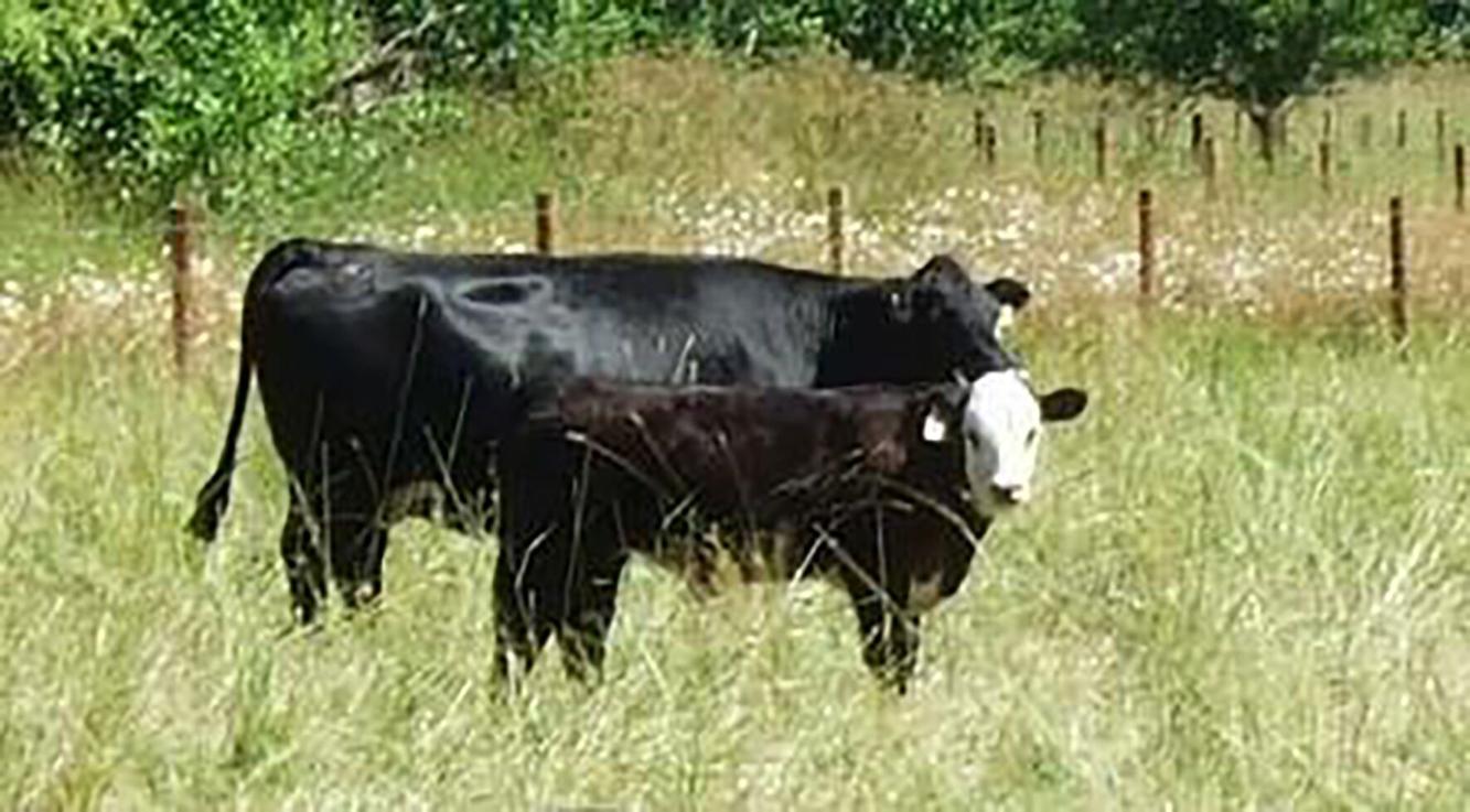 Cost-effective creep grazing | News | farmtalknews.com