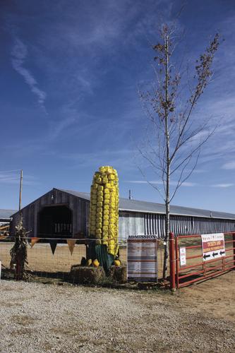 Exeter Corn Maze provides farm-themed family fun | News | farmtalknews.com