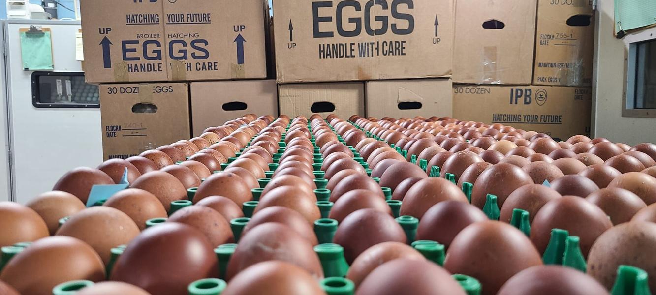 Missouri-based Cackle Hatchery a longtime, family-owned source for ...